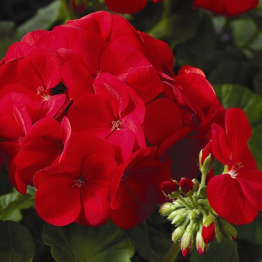 Geranium Maverick Scarlet Hybrid 10 Coated Seeds - Etsy