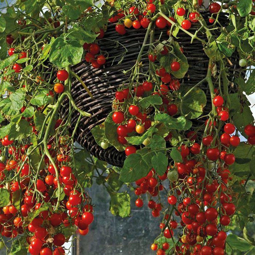 Tomato Hundreds and Thousands Seeds - Etsy