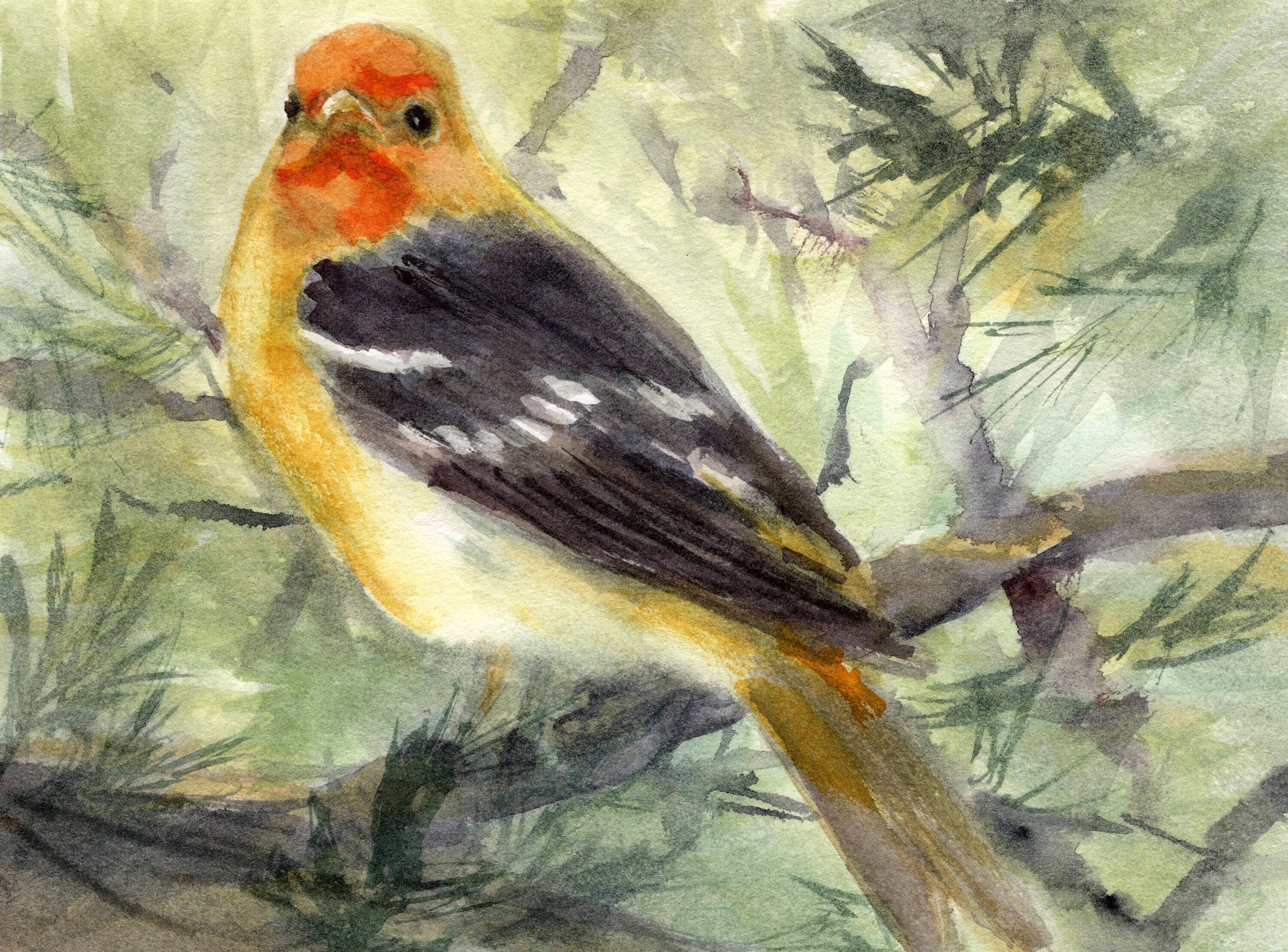 Western Tanager Original Watercolor Painting by Bonnie White - Etsy