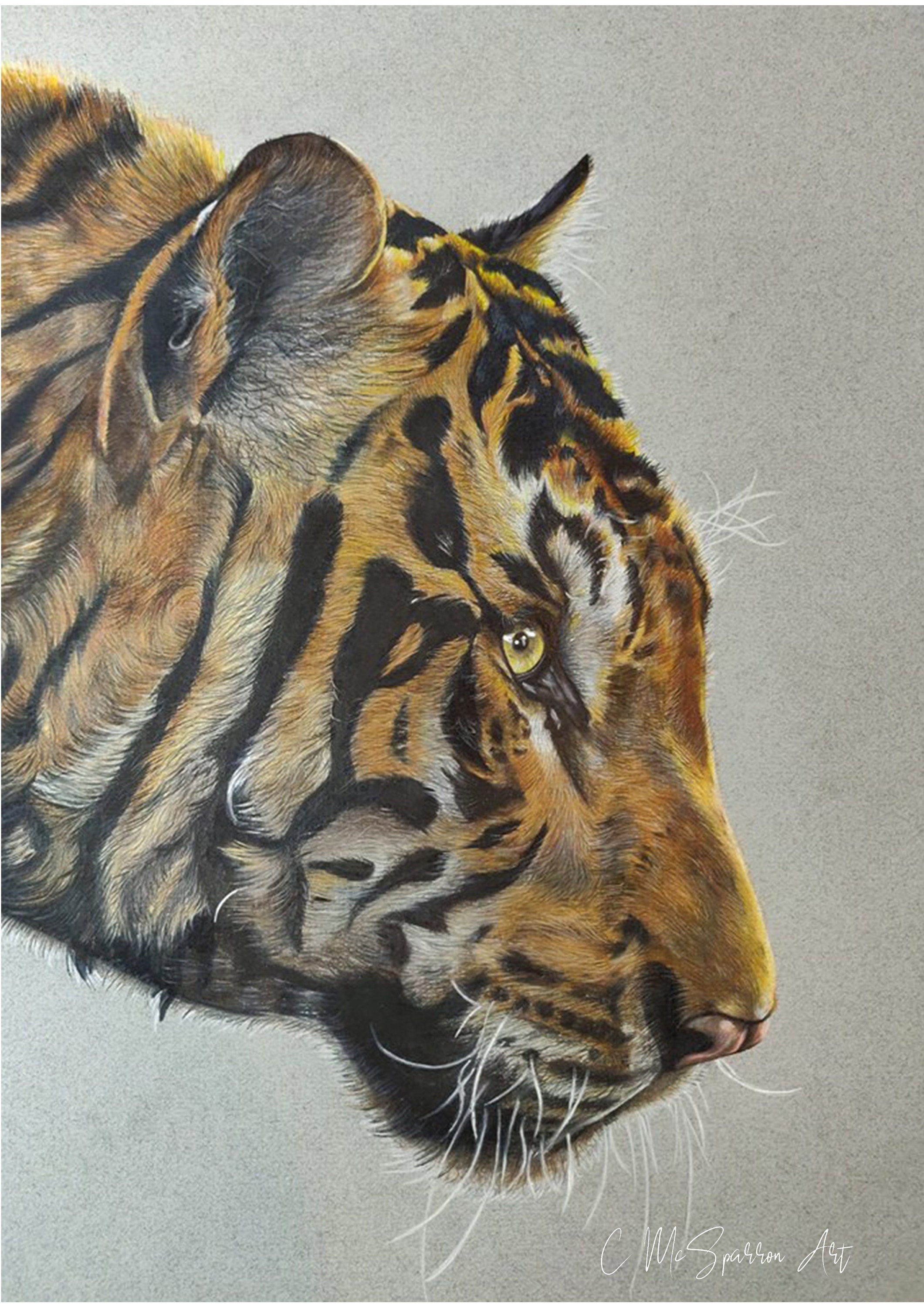 Tiger Drawing Print A4 Cmcsparronart - Etsy