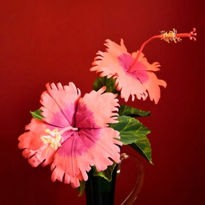 Hawaiian Hibiscus - Paper Flower - Templates - Video Tutorial - SVG ...