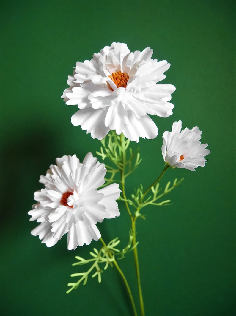 Double Cosmos - Paper Flower - Templates - Instant Download - Video ...