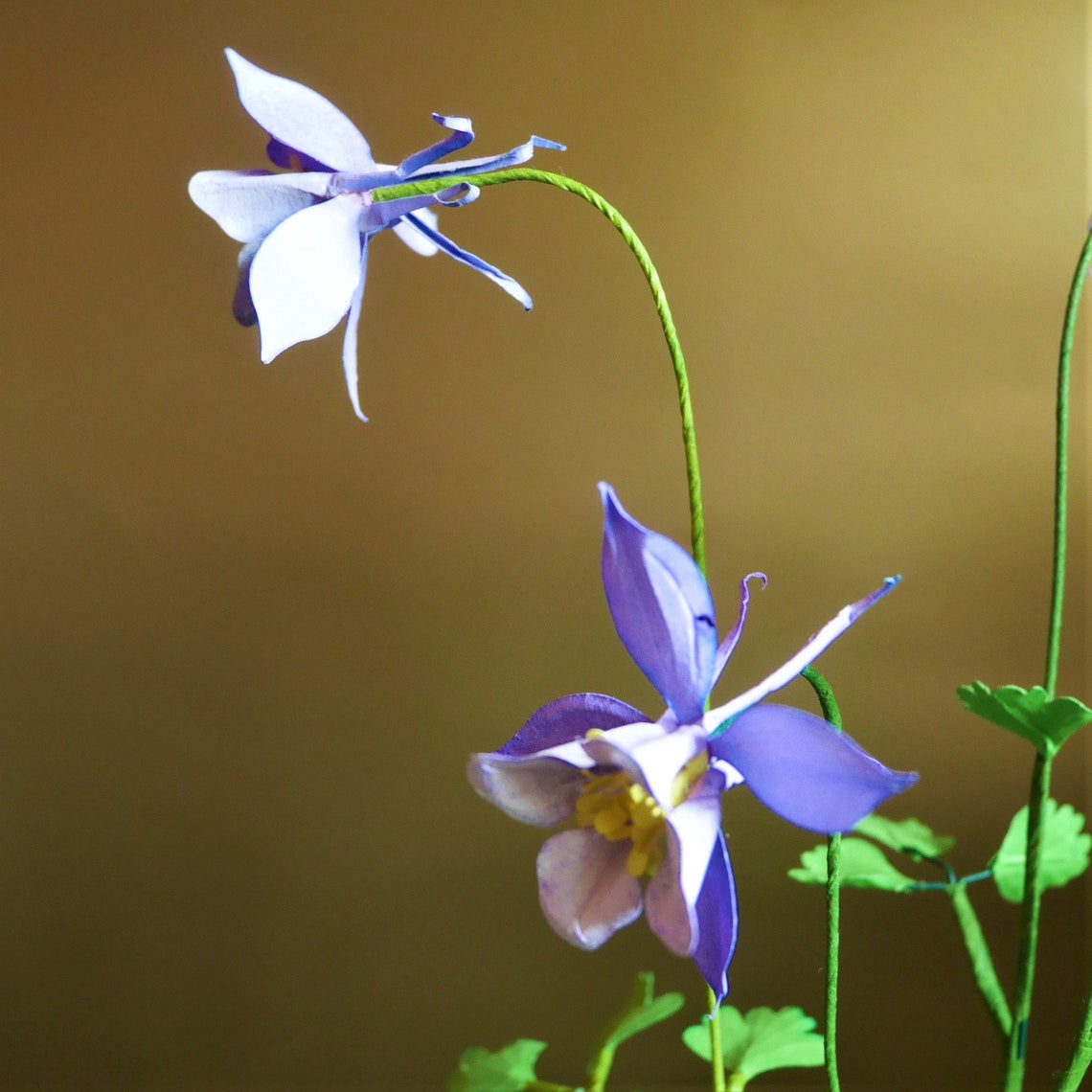 Columbine Flower - Templates - Paper Flower - Instant Download - Video ...