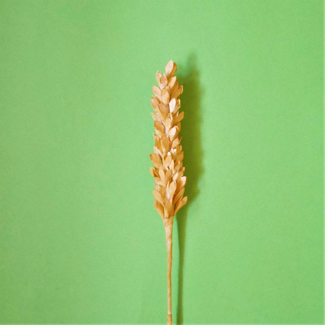 Grains Templates Instant Download Video Tutorial SVG - Etsy