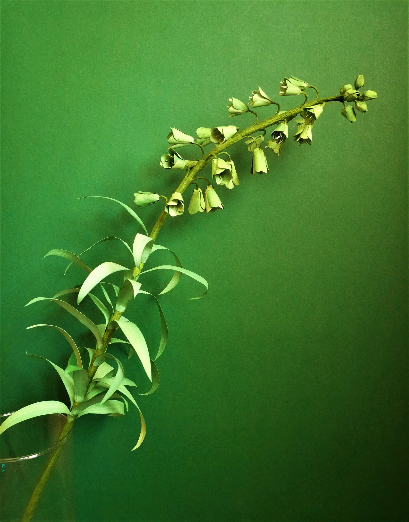 Fritillaria Ivory Bells Paper Flowers Templates Digital - Etsy