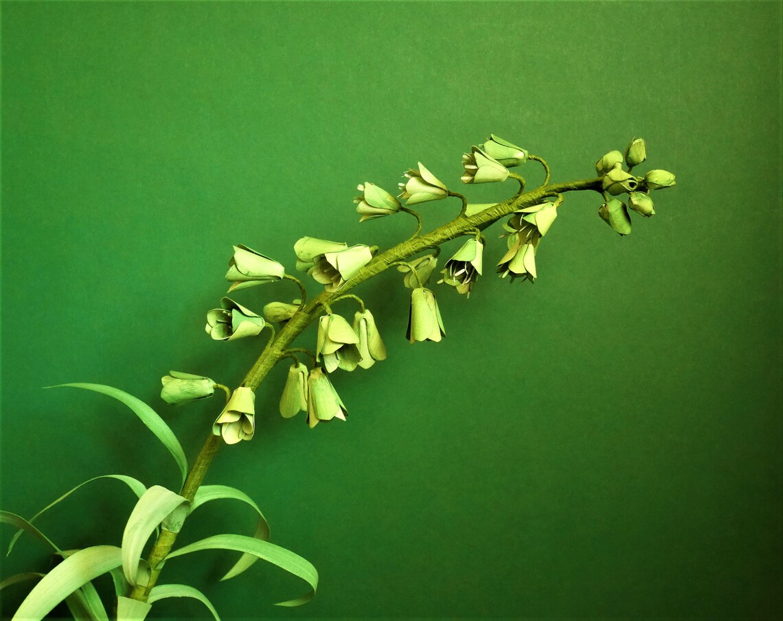 Fritillaria Ivory Bells Paper Flowers Templates Digital - Etsy