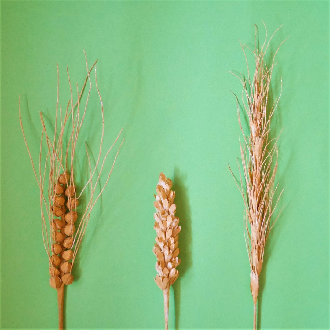 Grains - Templates - Instant Download - Video Tutorial - SVG - Studio ...