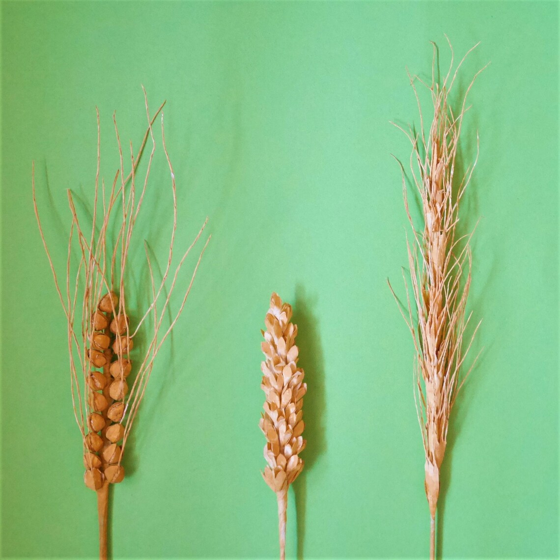 Grains - Templates - Instant Download - Video Tutorial - SVG - Studio ...