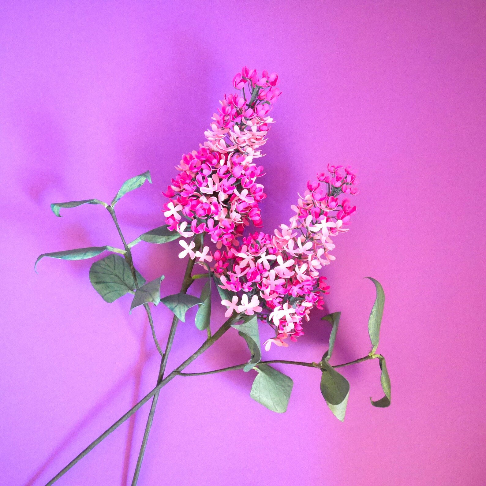 MG Lilac Templates Paper Flower Instant Download Video - Etsy