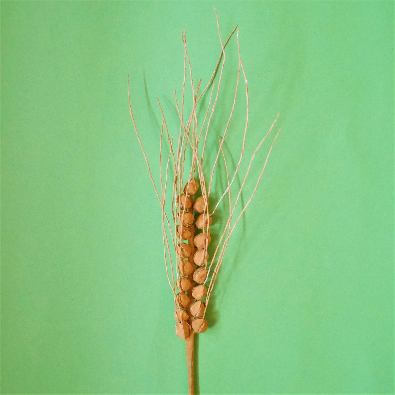 Grains Templates Instant Download Video Tutorial SVG - Etsy