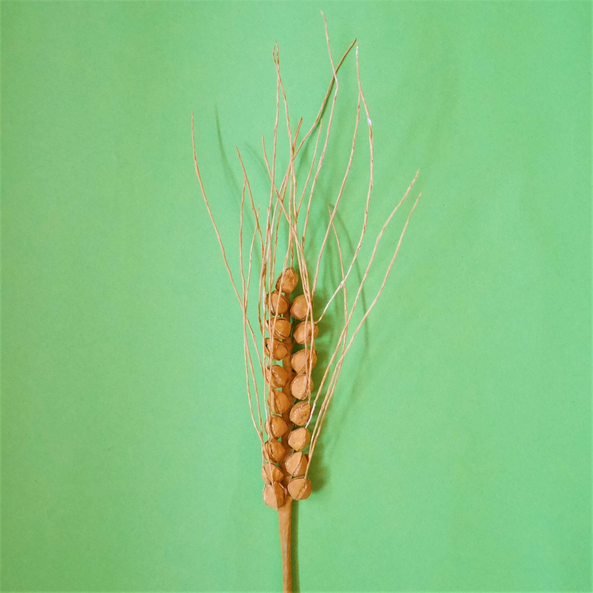 Grains Templates Instant Download Video Tutorial SVG - Etsy