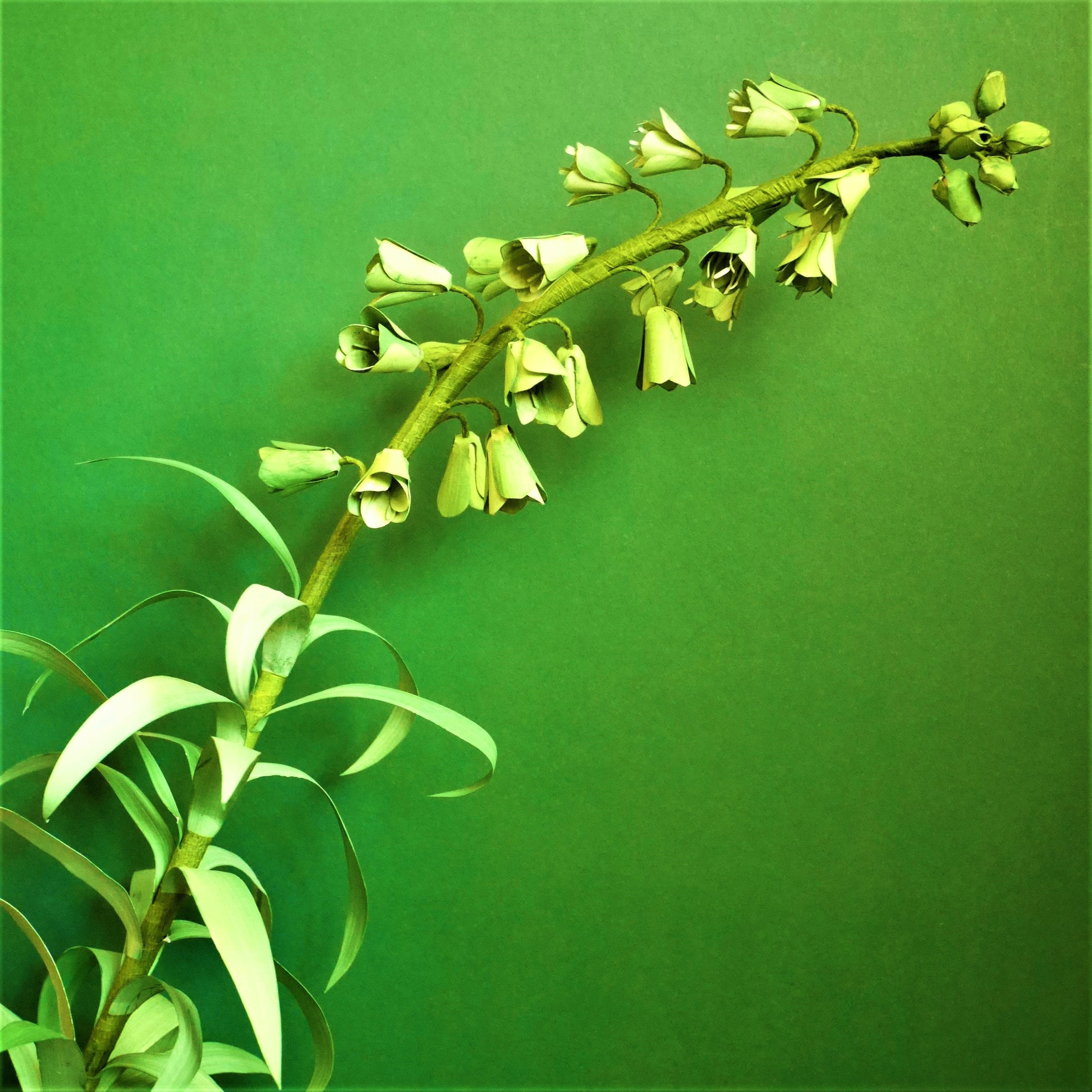 Fritillaria Ivory Bells Paper Flowers Templates Digital - Etsy