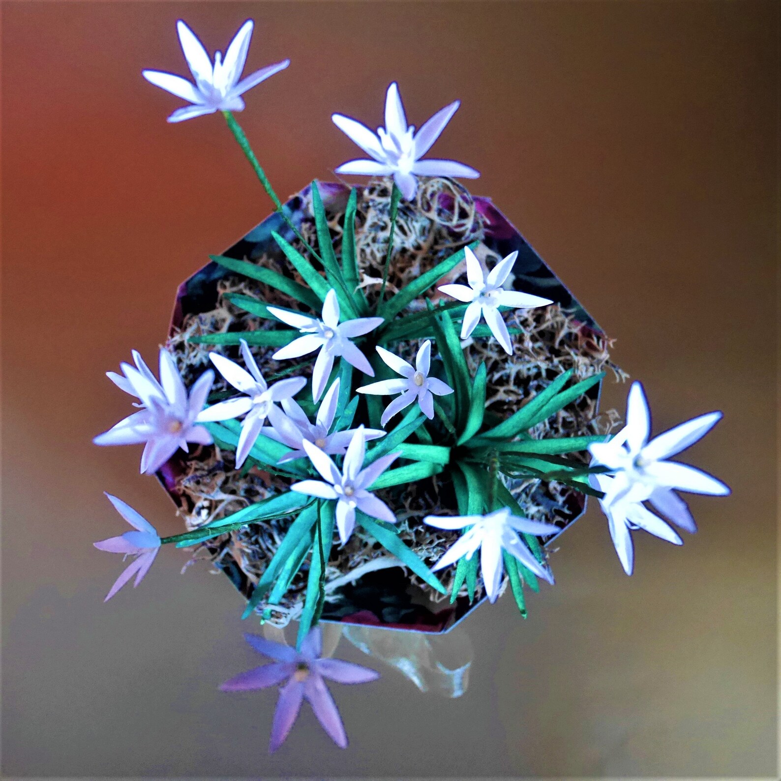 Star of Bethlehem Flower + Planter - Templates - Paper Flower - 3D ...