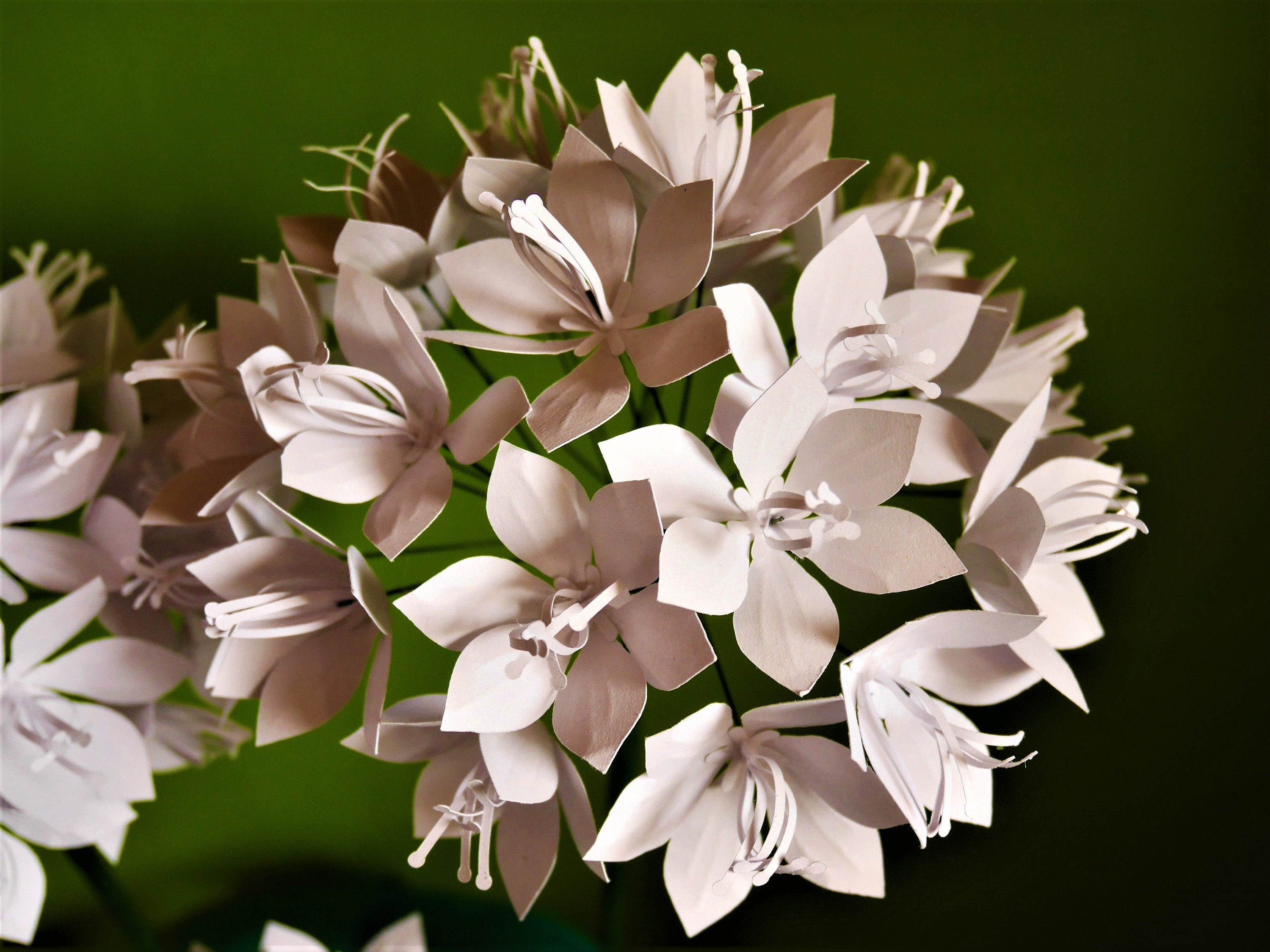 White Allium Paper Flower Templates Instant Download - Etsy