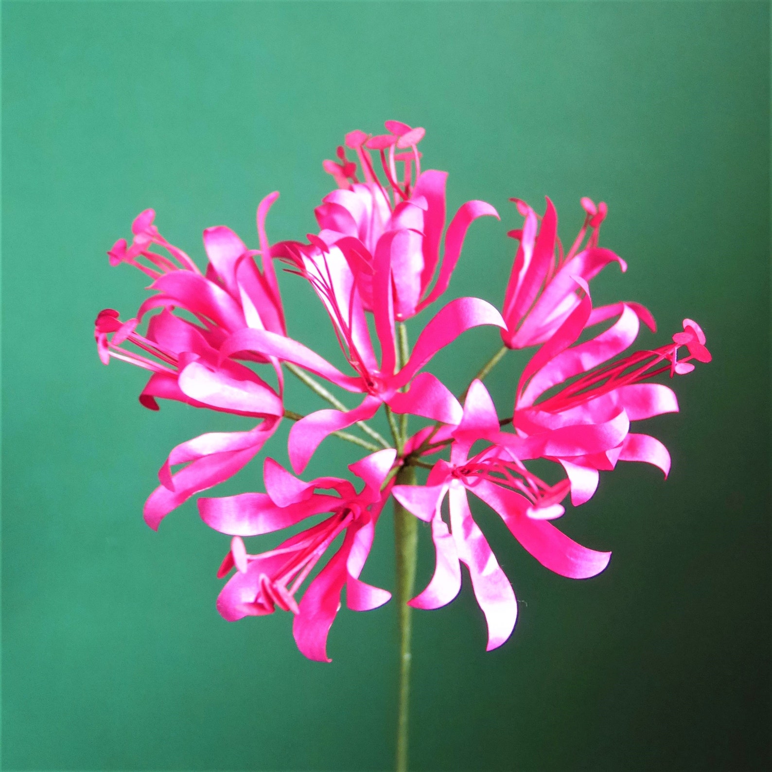 Nerine - Paper Flowers - Templates - Instant Download - Video Tutorial ...