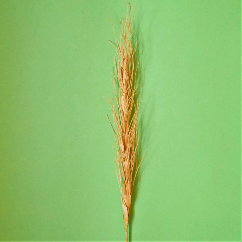 Grains Templates Instant Download Video Tutorial SVG - Etsy