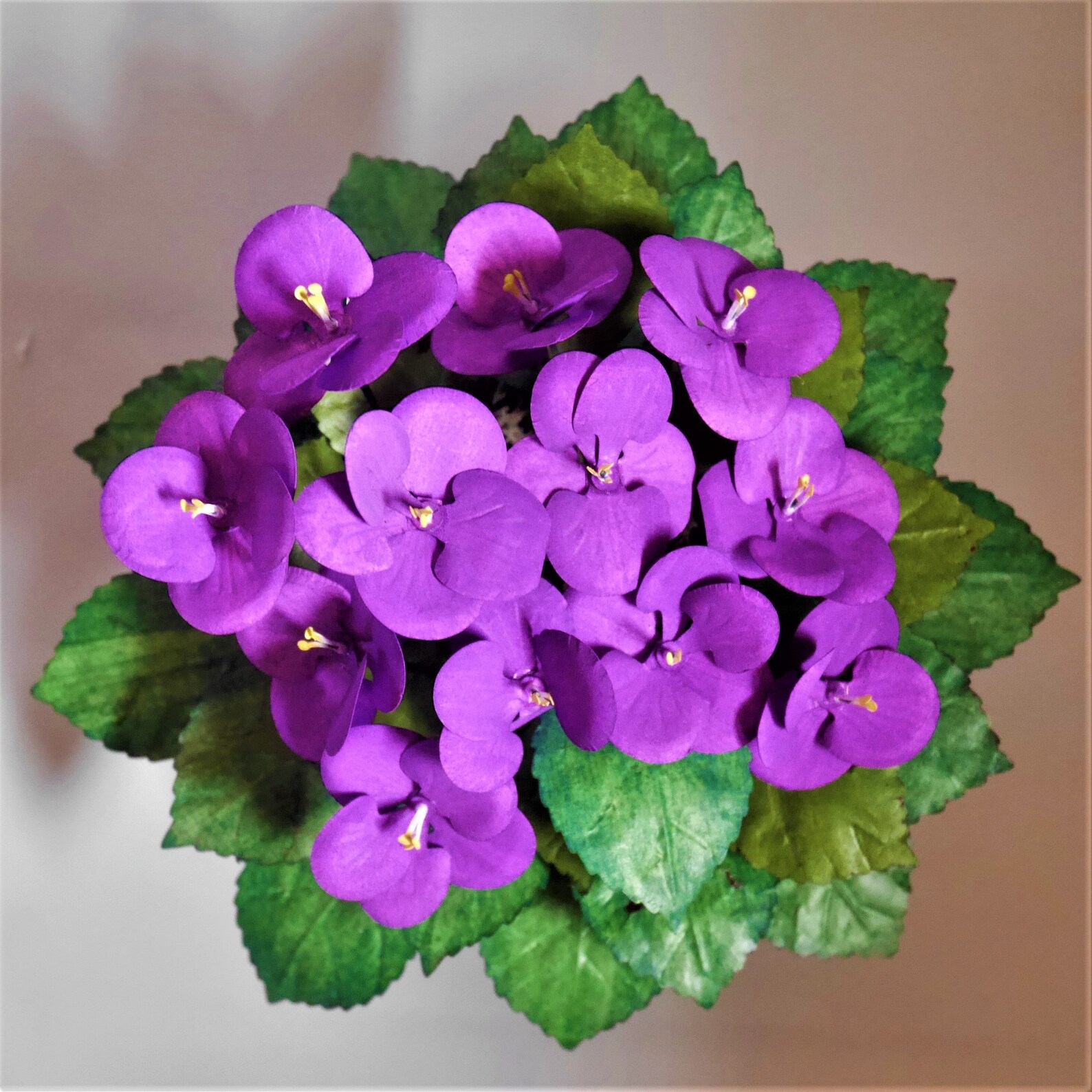 African Violets Paper Flower Templates Instant Download - Etsy UK