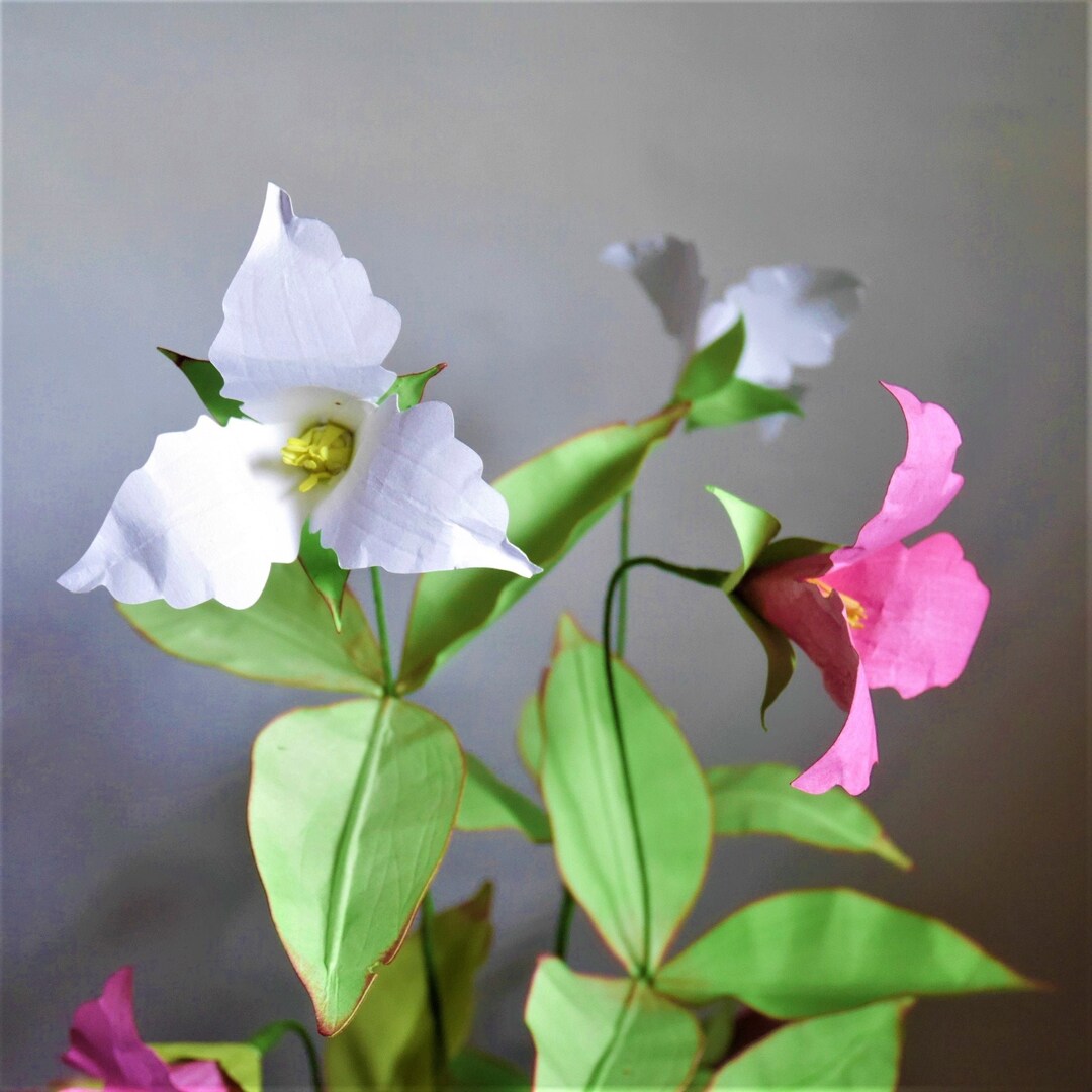 Trillium Grandiflorum - Paper Flower - Templates - Instant Download ...