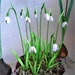 Snowdrops and Planter Paper Flower Templates Video Tutorial Instant ...