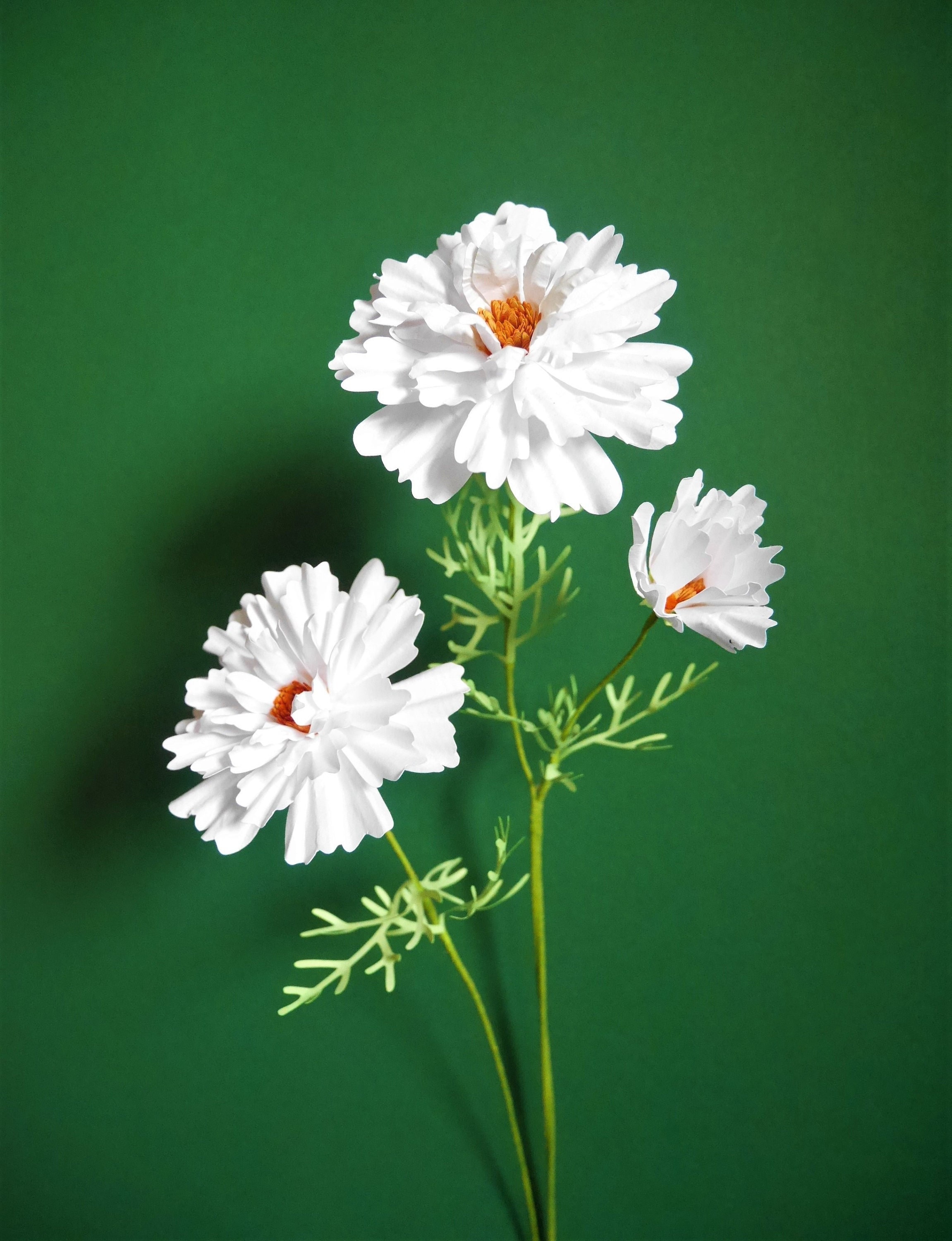 Double Cosmos - Paper Flower - Templates - Instant Download - Video ...