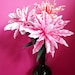 Double Oriental Lily - Magic Star - Templates - Paper Flower - Instant ...