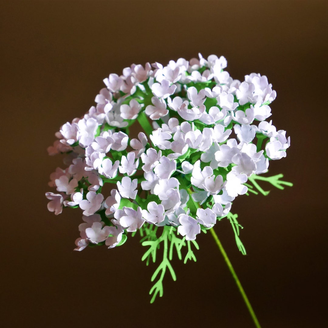 Queen Anne's Lace - Paper Flower - Templates - Instant Download - Video ...