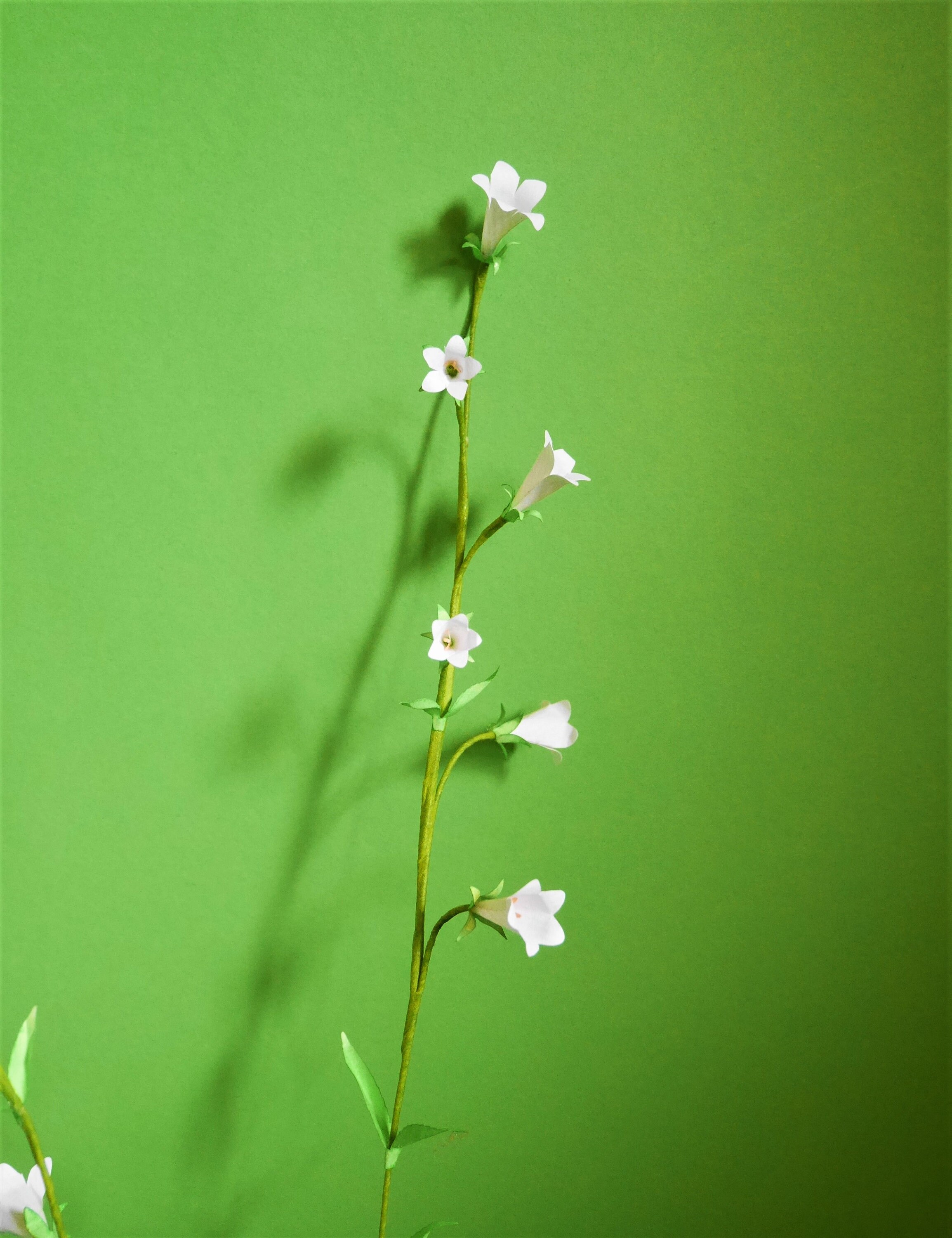 Campanula Latifolia - Paper Flowers - Templates - Instant Download ...
