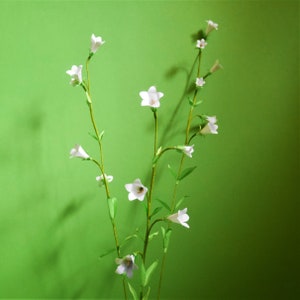 Campanula Latifolia - Paper Flowers - Templates - Instant Download ...