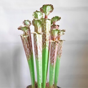 Paper Pitcher Plant - Juthatip Soper - Templates - Paper Plant ...