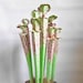 Paper Pitcher Plant Juthatip Soper Templates Paper Plant Instant ...