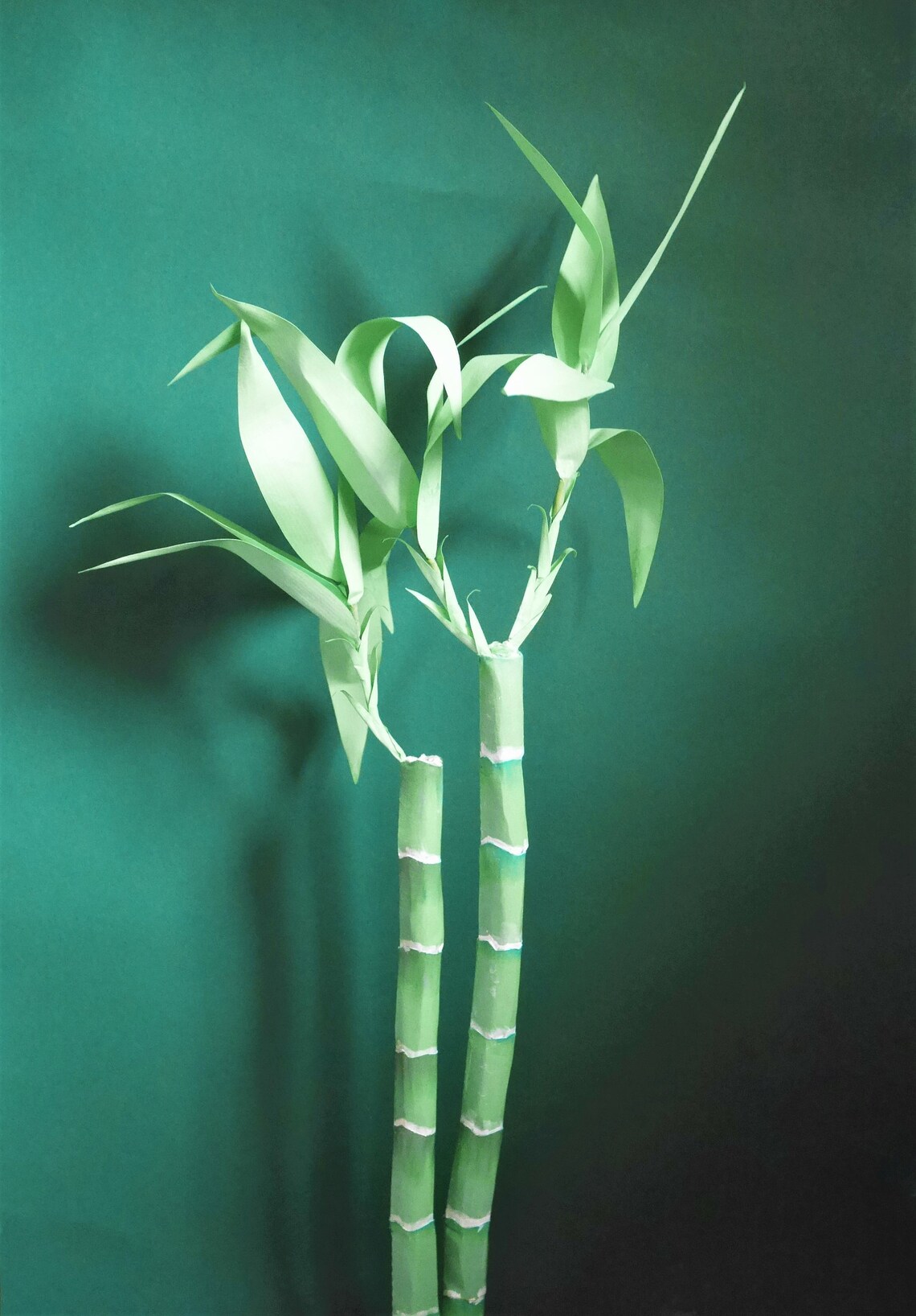 Lucky Bamboo Templates Instant Download Video Tutorial - Etsy