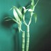 Lucky Bamboo - Templates - Instant Download - Video Tutorial - SVG ...
