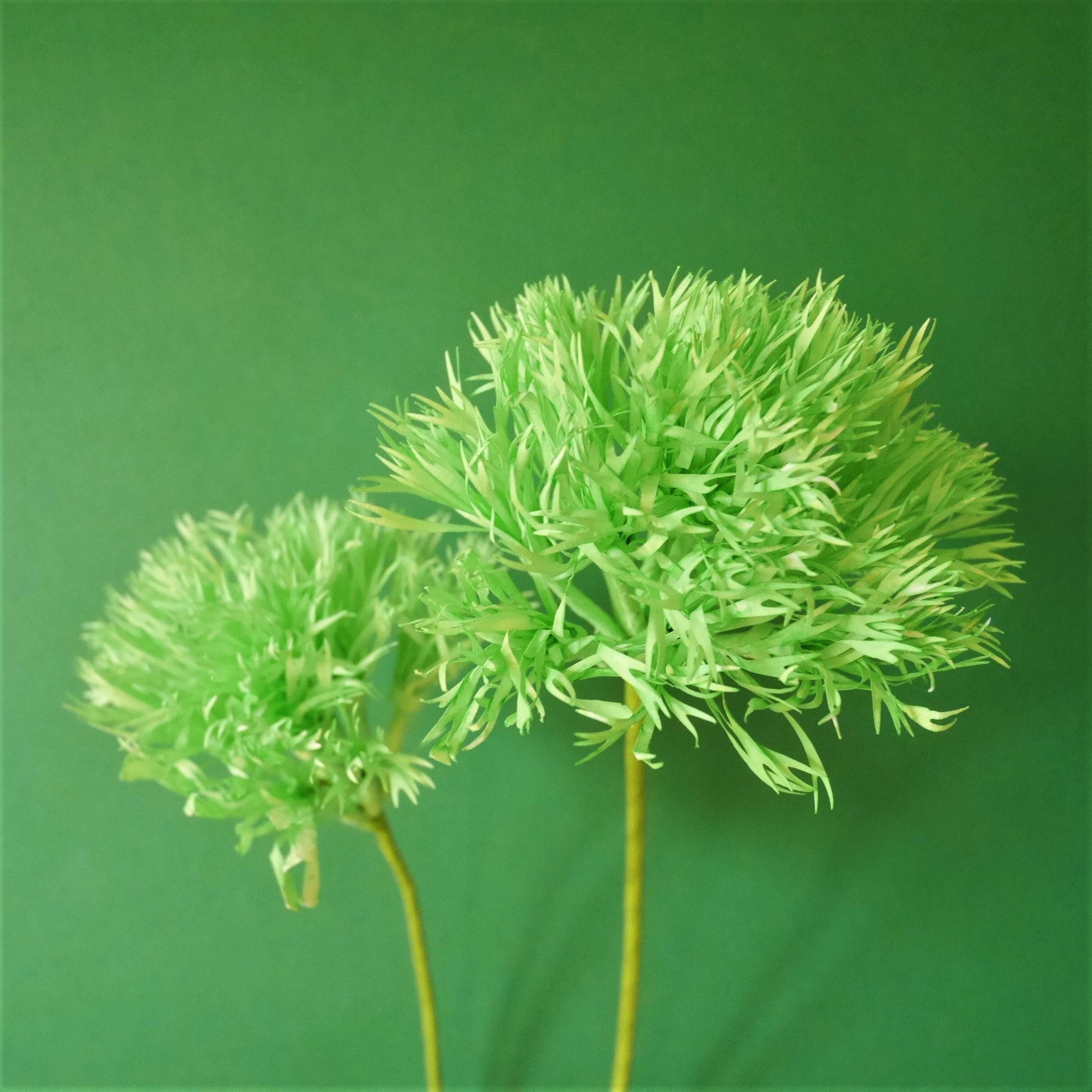 Green Trick Carnation