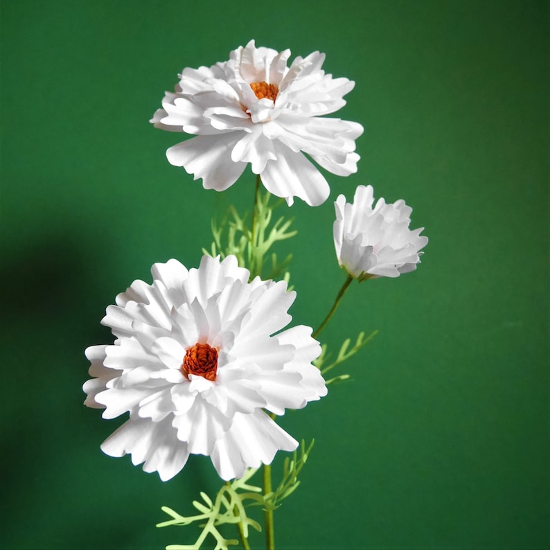 Double Cosmos - Paper Flower - Templates - Instant Download - Video ...