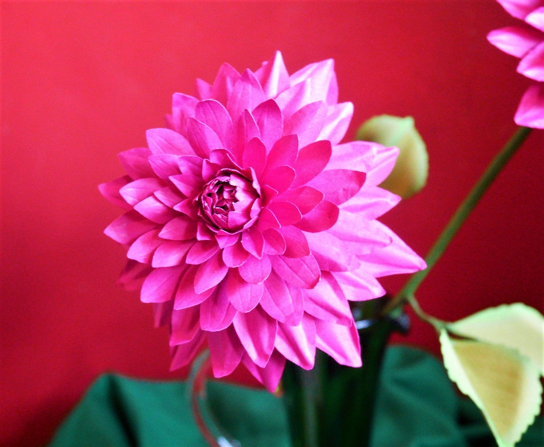 Dahlia - Paper Flower - Templates - Video Tutorial - Digital Delivery ...
