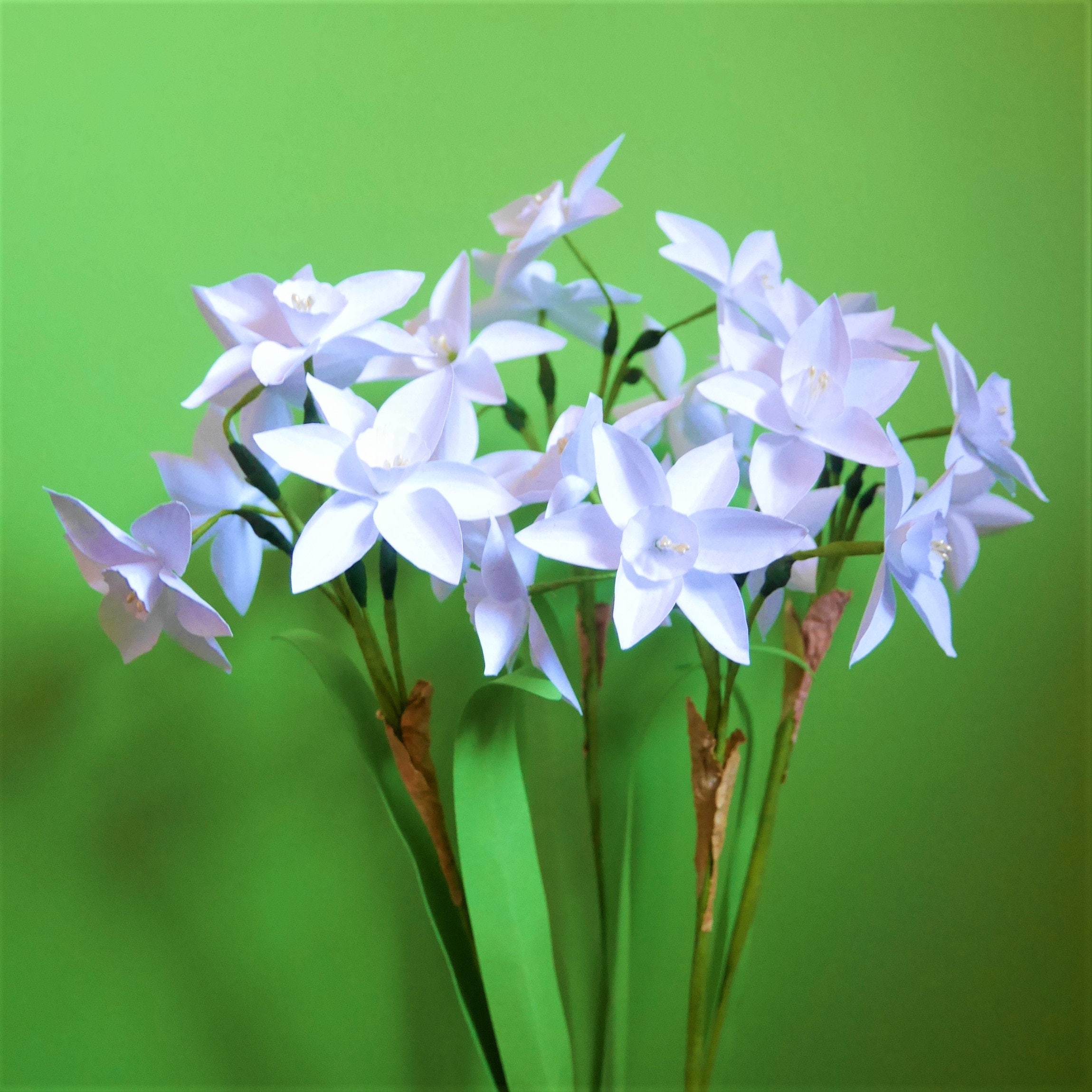 Narcissus Paperwhite Templates Paper Flowers Instant - Etsy