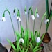 Snowdrops and Planter Paper Flower Templates Video Tutorial Instant ...