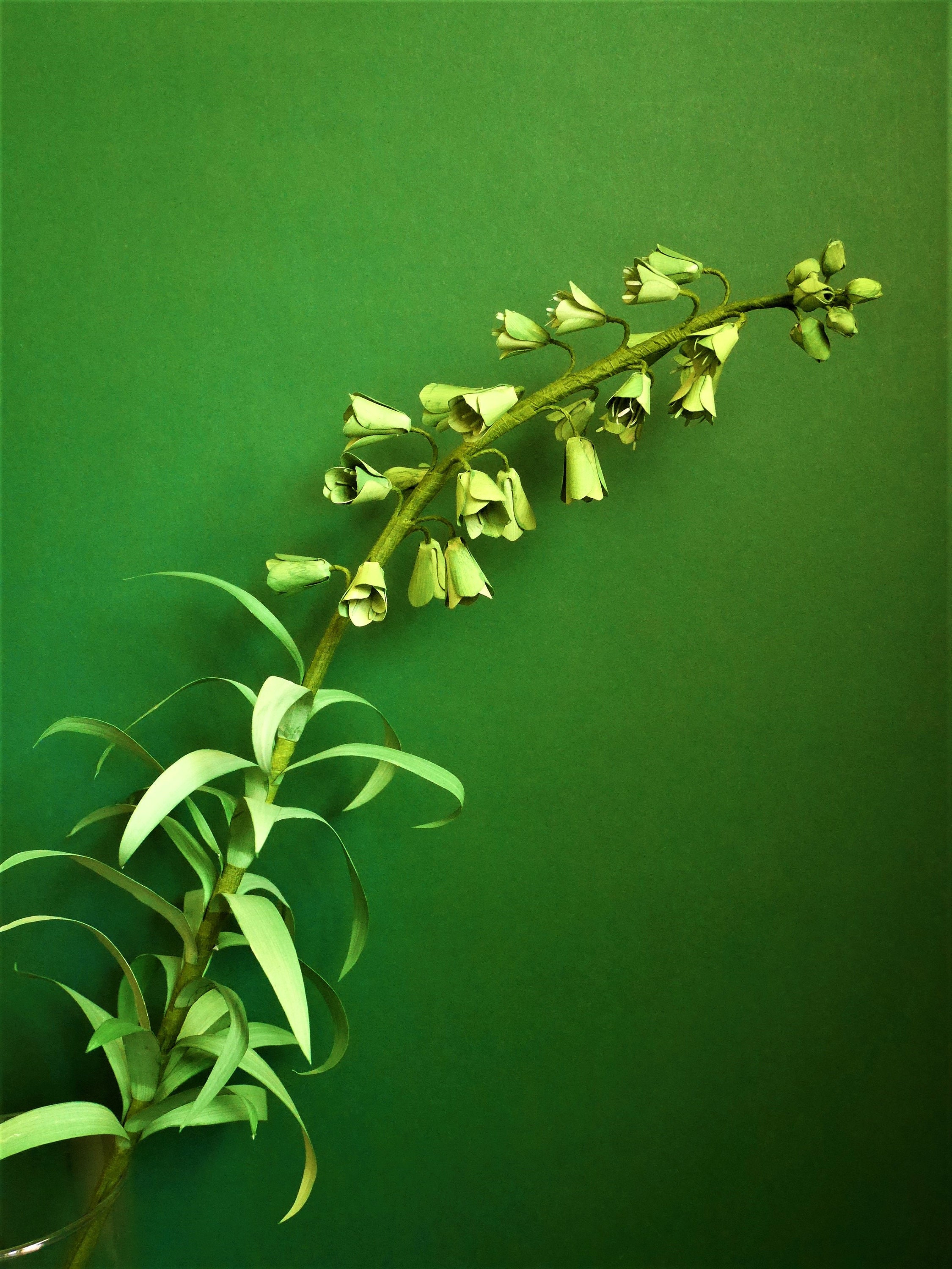 Fritillaria Ivory Bells Paper Flowers Templates Digital - Etsy