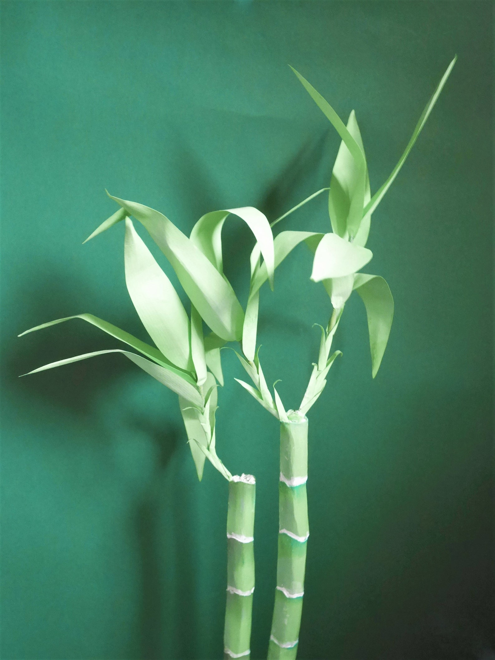 Lucky Bamboo Templates Instant Download Video Tutorial - Etsy
