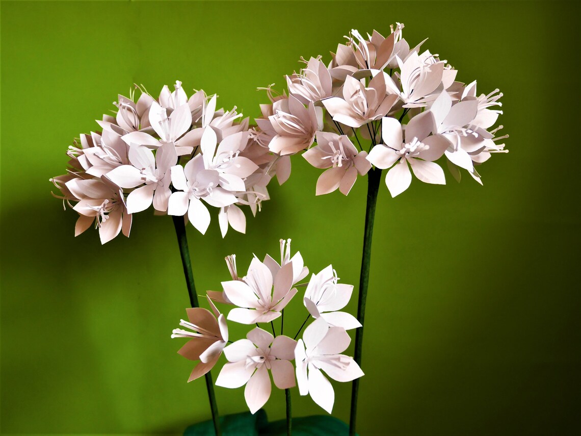 White Allium Paper Flower Templates Instant Download - Etsy