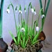 Snowdrops and Planter Paper Flower Templates Video Tutorial Instant ...