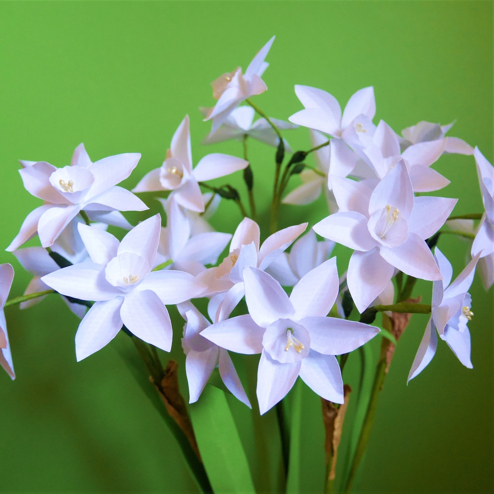 Narcissus Paperwhite Templates Paper Flowers Instant - Etsy