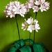 White Allium - Paper Flower - Templates - Instant Download - Video ...