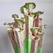 Paper Pitcher Plant - Juthatip Soper - Templates - Paper Plant ...
