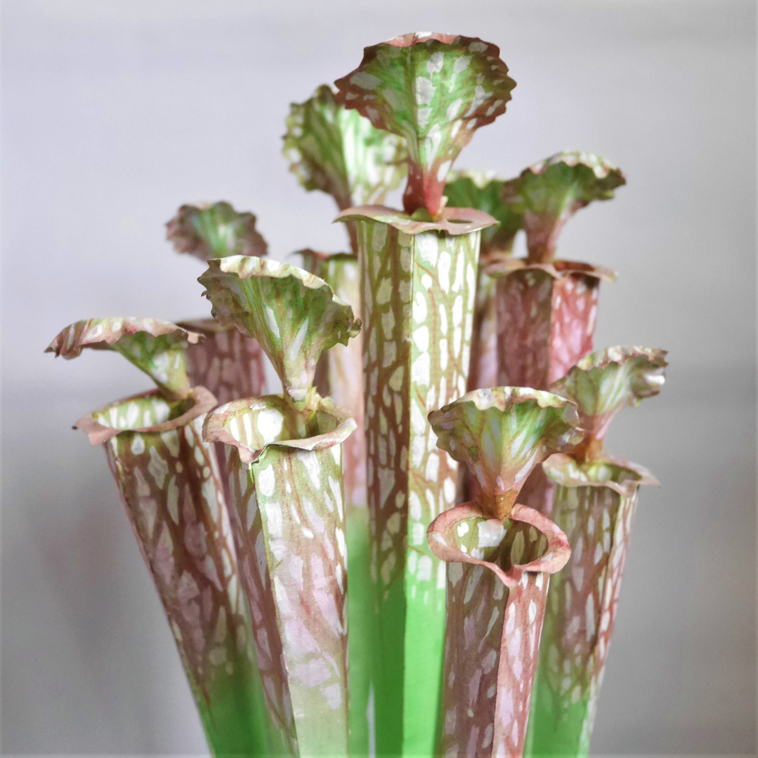 Paper Pitcher Plant Juthatip Soper Templates Paper Plant - Etsy