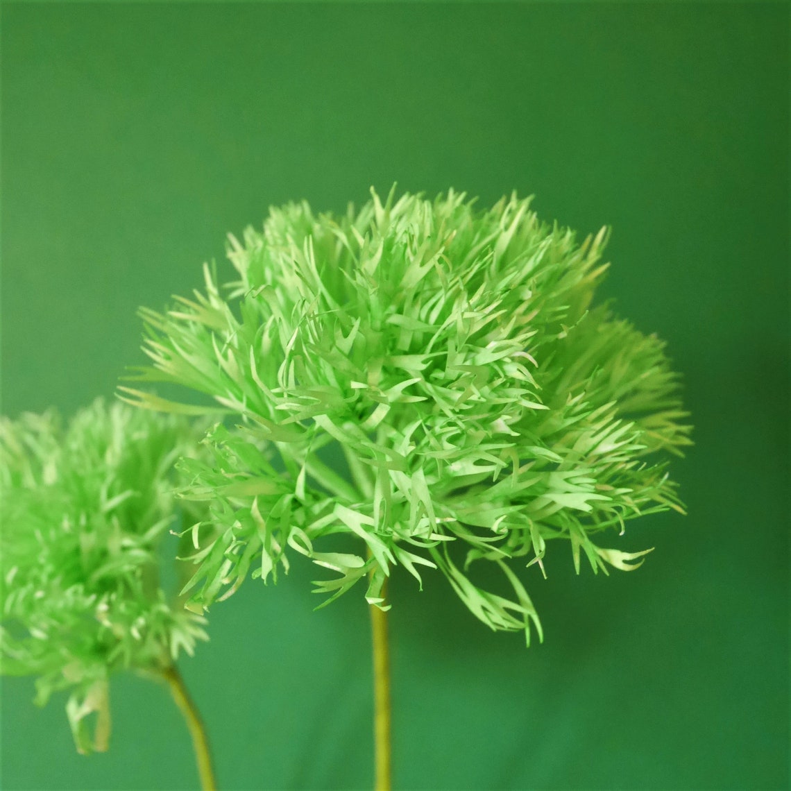 Dianthus Green Trick - Pom Pom - Templates - Paper Flowers - Instant ...