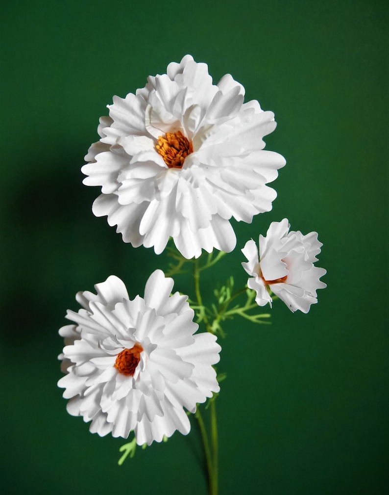 Double Cosmos - Paper Flower - Templates - Instant Download - Video ...