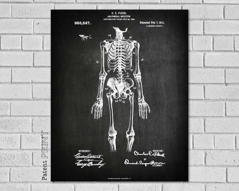 Anatomy Print Anatomy Poster Human Skeleton Print Human | Etsy
