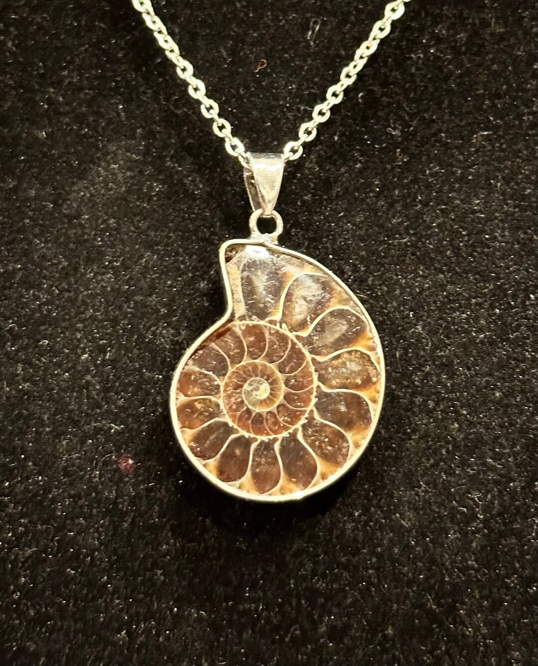 Ammonite Sand Dollar Seashell Fossil Pendant Necklace - Etsy