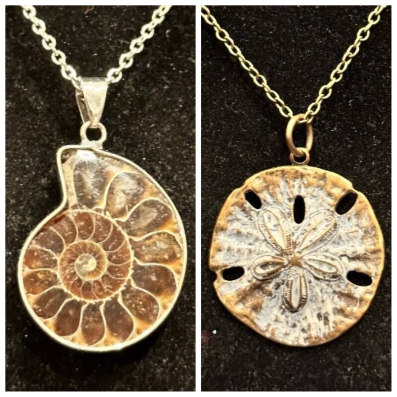Sand Dollar Seashell - Etsy